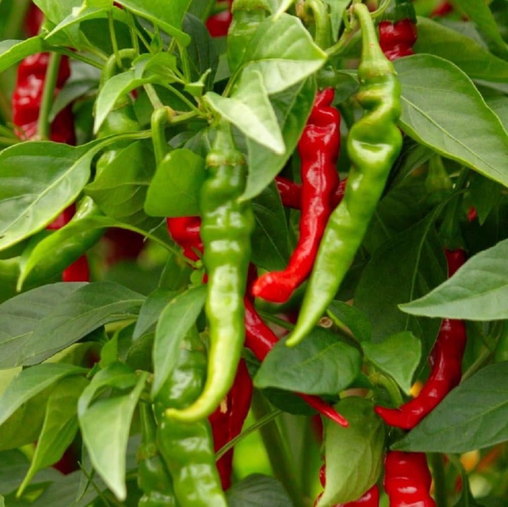 100 Long Slim Cayenne Hot Pepper SMRSeeds for Planting Non GMO Heirloom ...