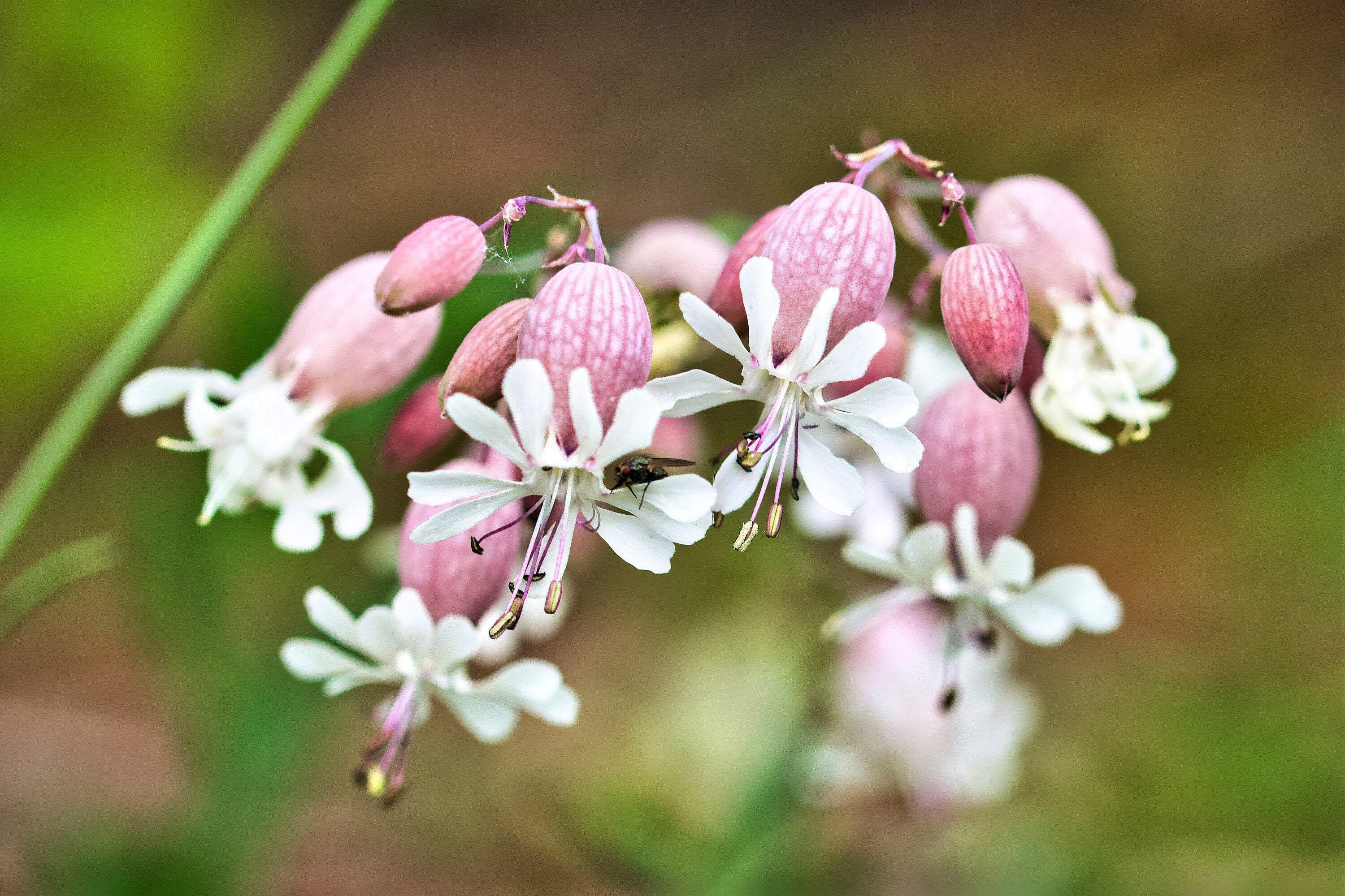 Seedville USA 100 Maidenstears Seeds, Pink & White Flowers, Silene ...