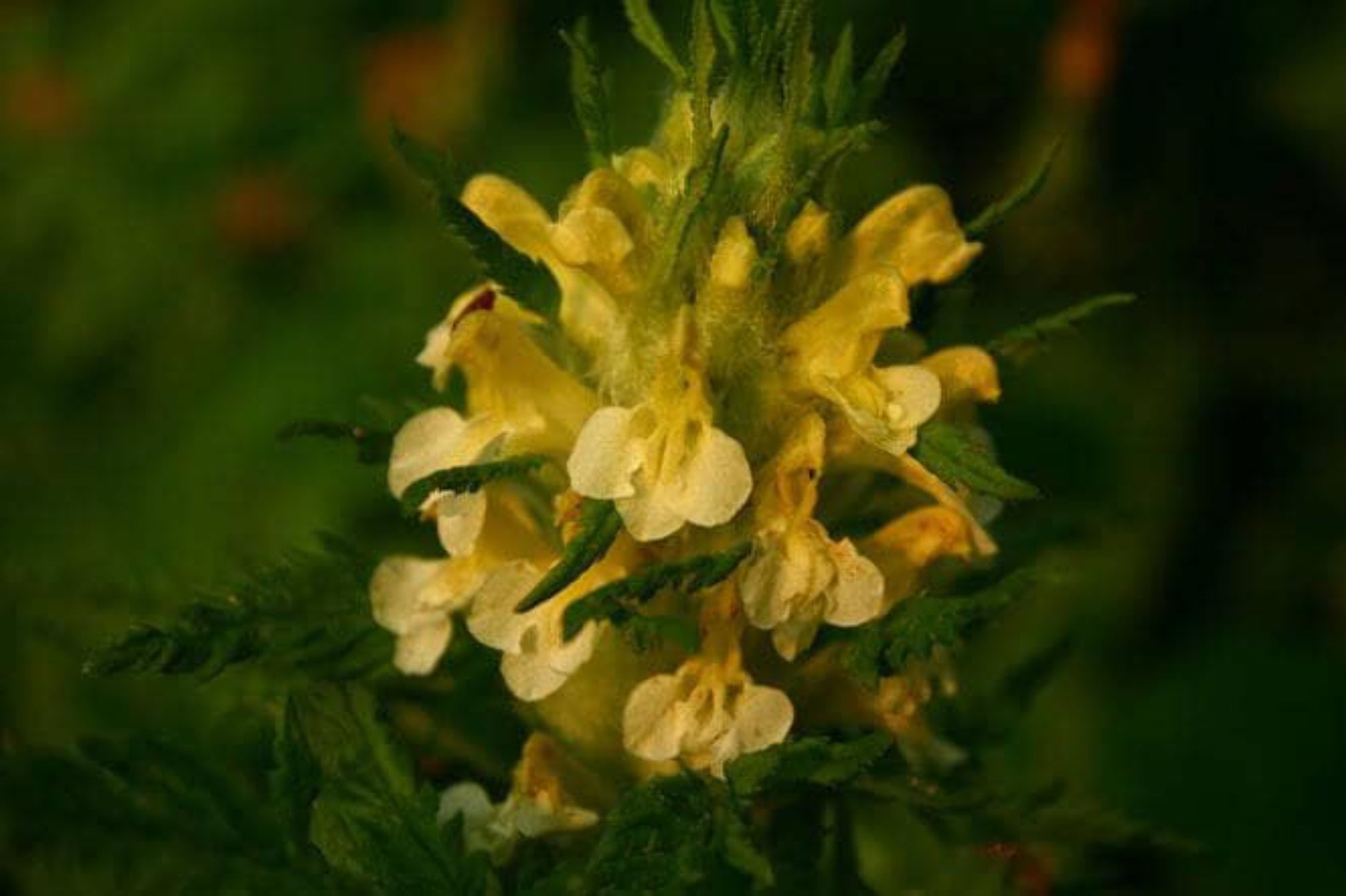 100 MARSH BETONY (Lousewort / Swamp Lousewort) Pedicularis Lanceolata ...