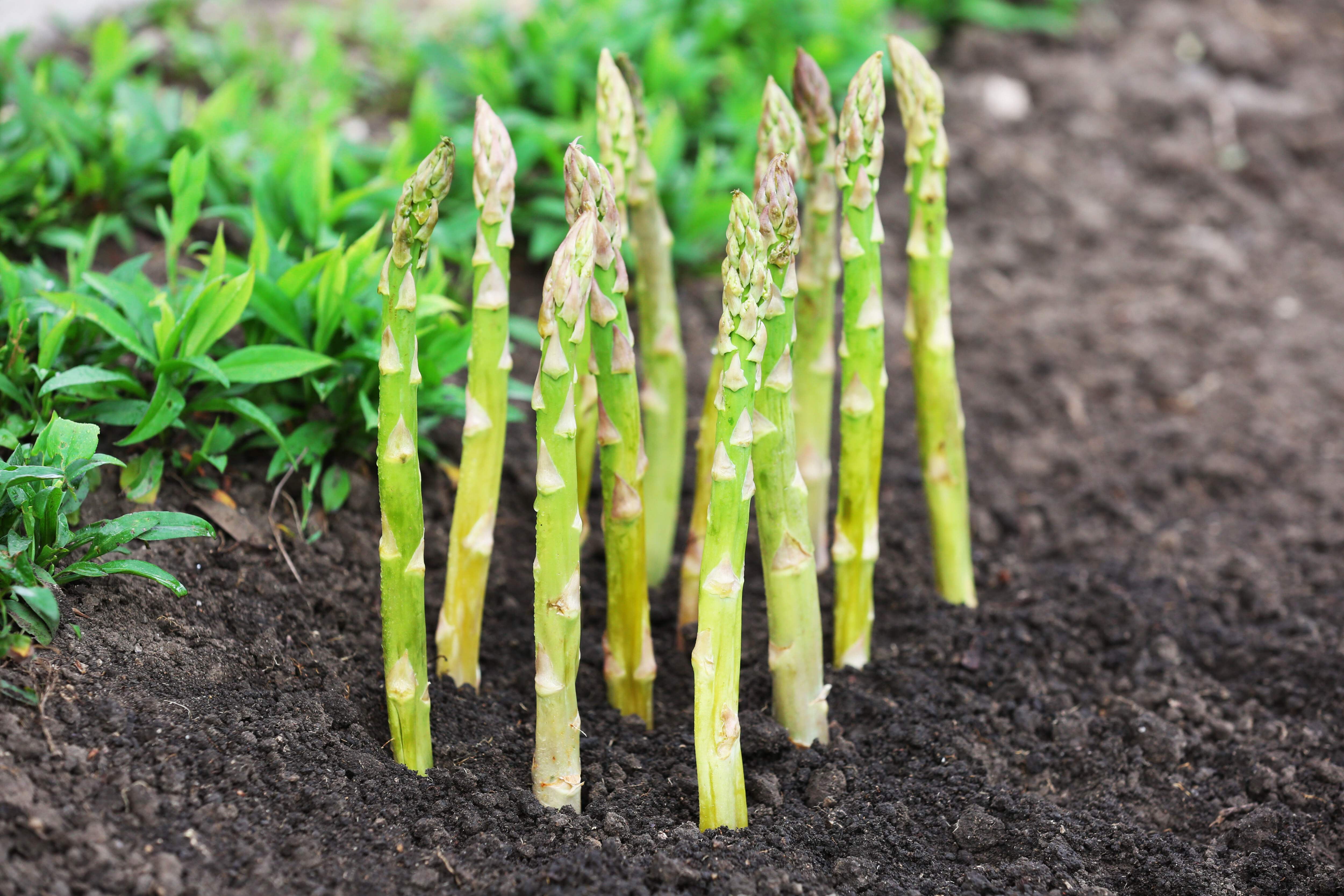 100 MARY WASHINGTON ASPARAGUS Officinalis Perennial Vegetable Seeds ...
