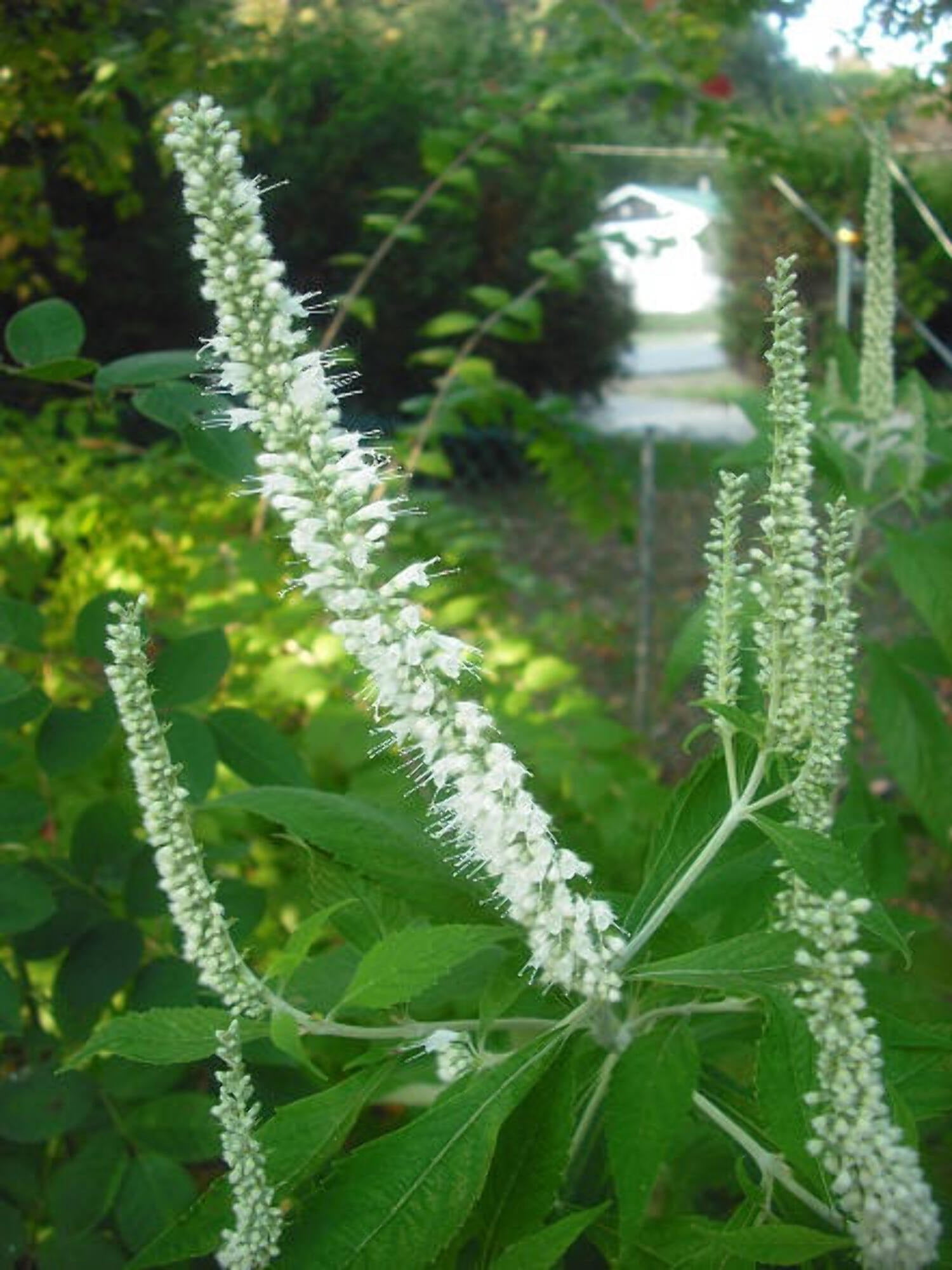100 MINT BUSH White Elsholtzia Stauntonii Alba Chinese Mint Fragrant ...