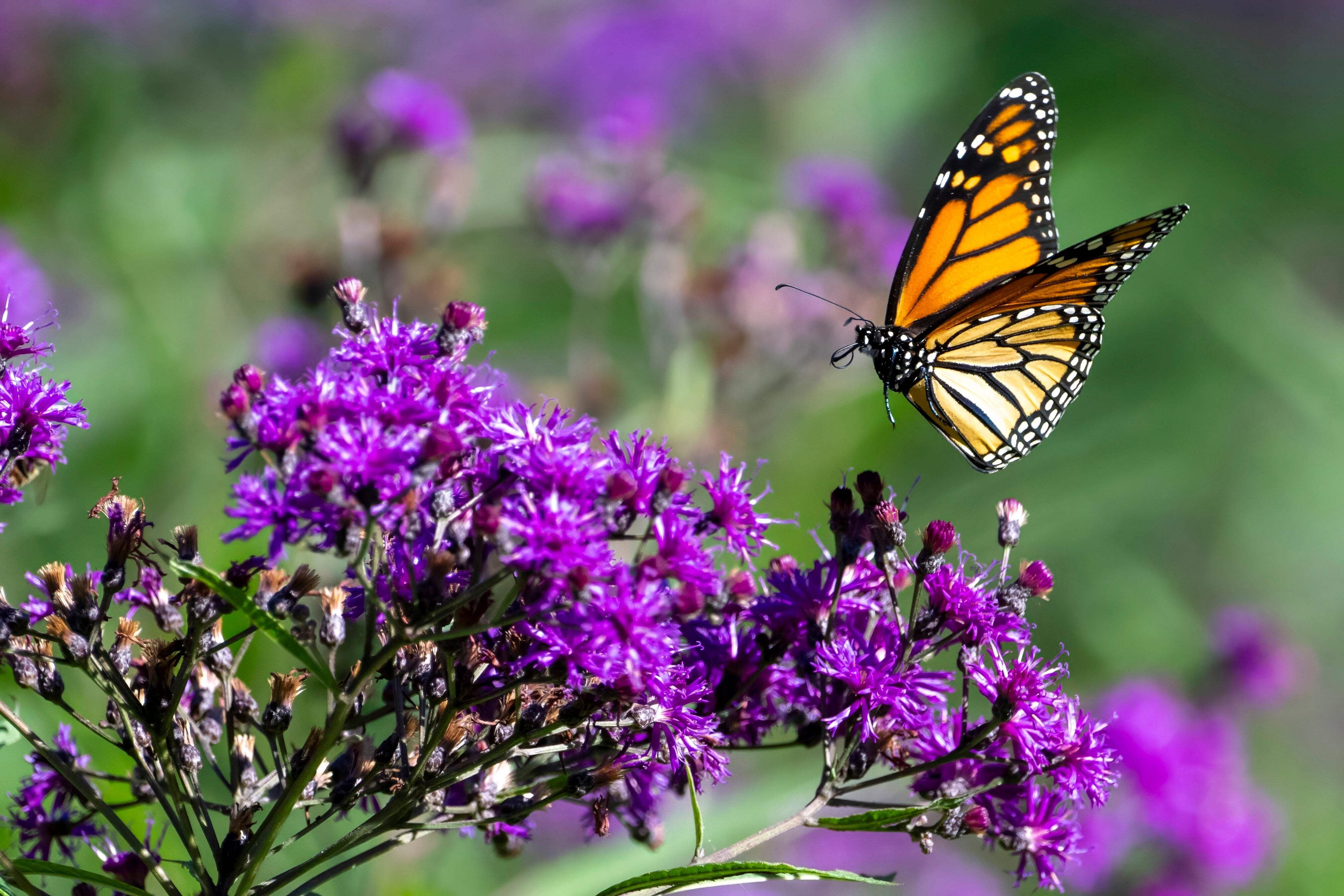 100 MISSOURI IRONWEED Monarch Flower Native Purple Vernonia Missurica ...