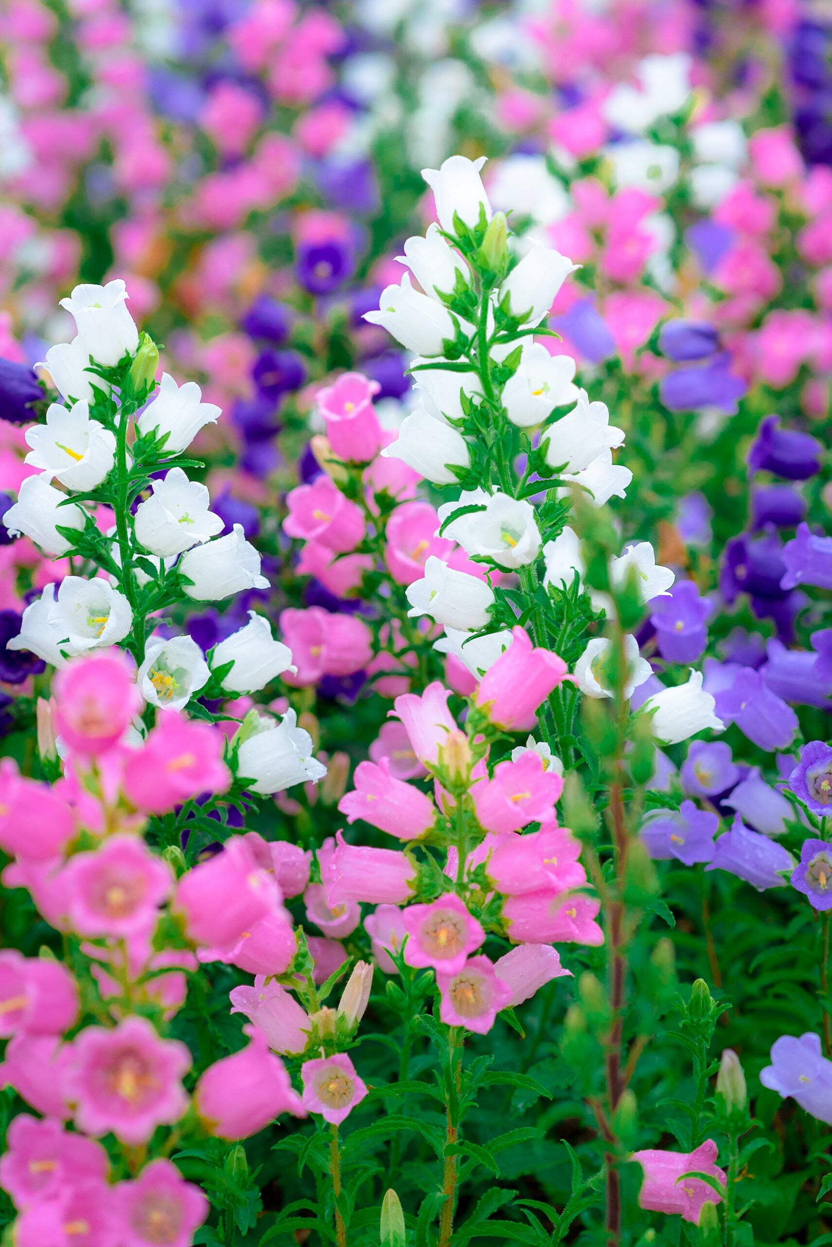 100 Mixed Perennial Canterbury Bells - Crown Mix Campanula Medium ...