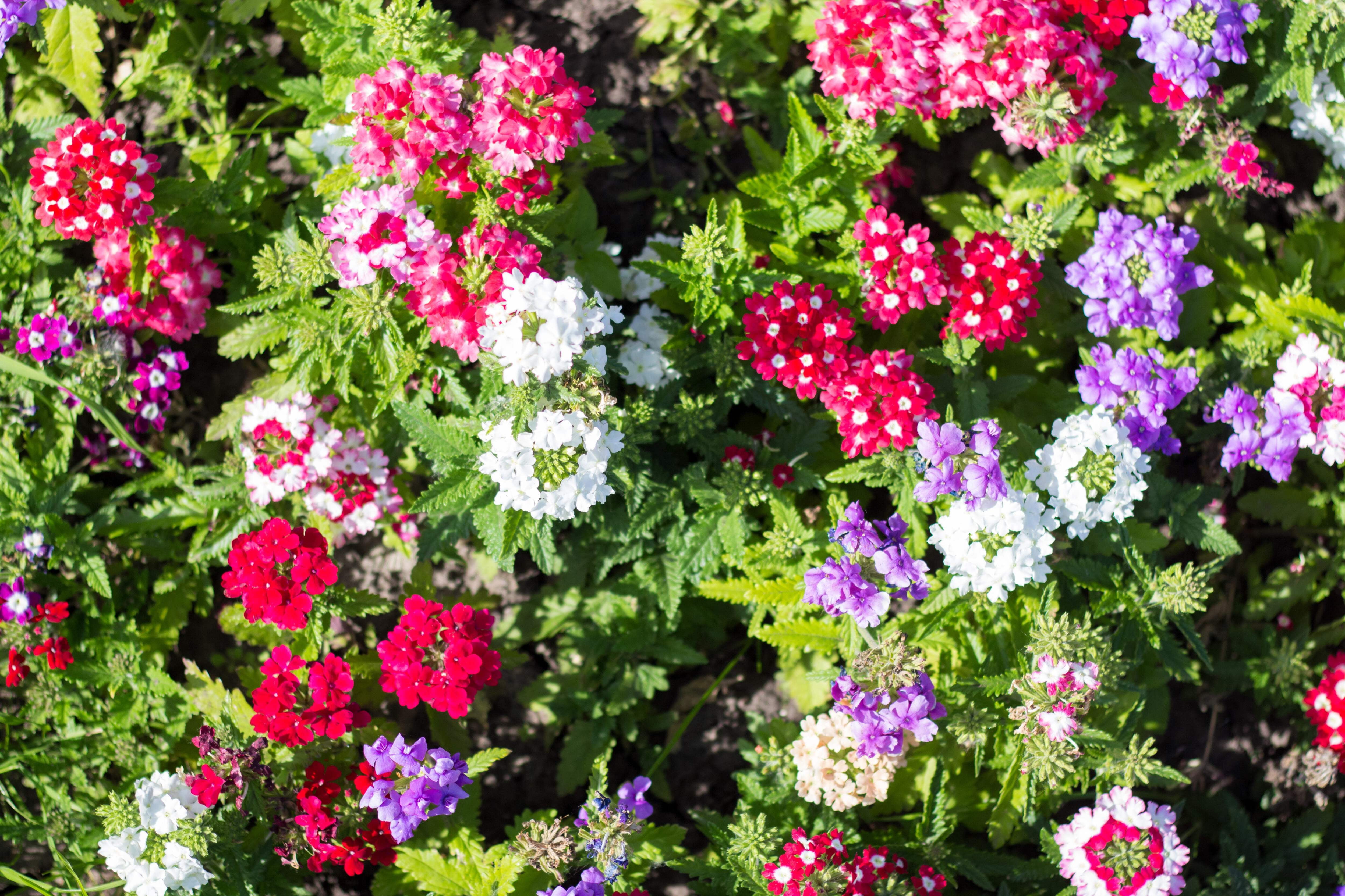 100 MIXED COLORS VERBENA Hortensis Flower Seeds - Walmart.com