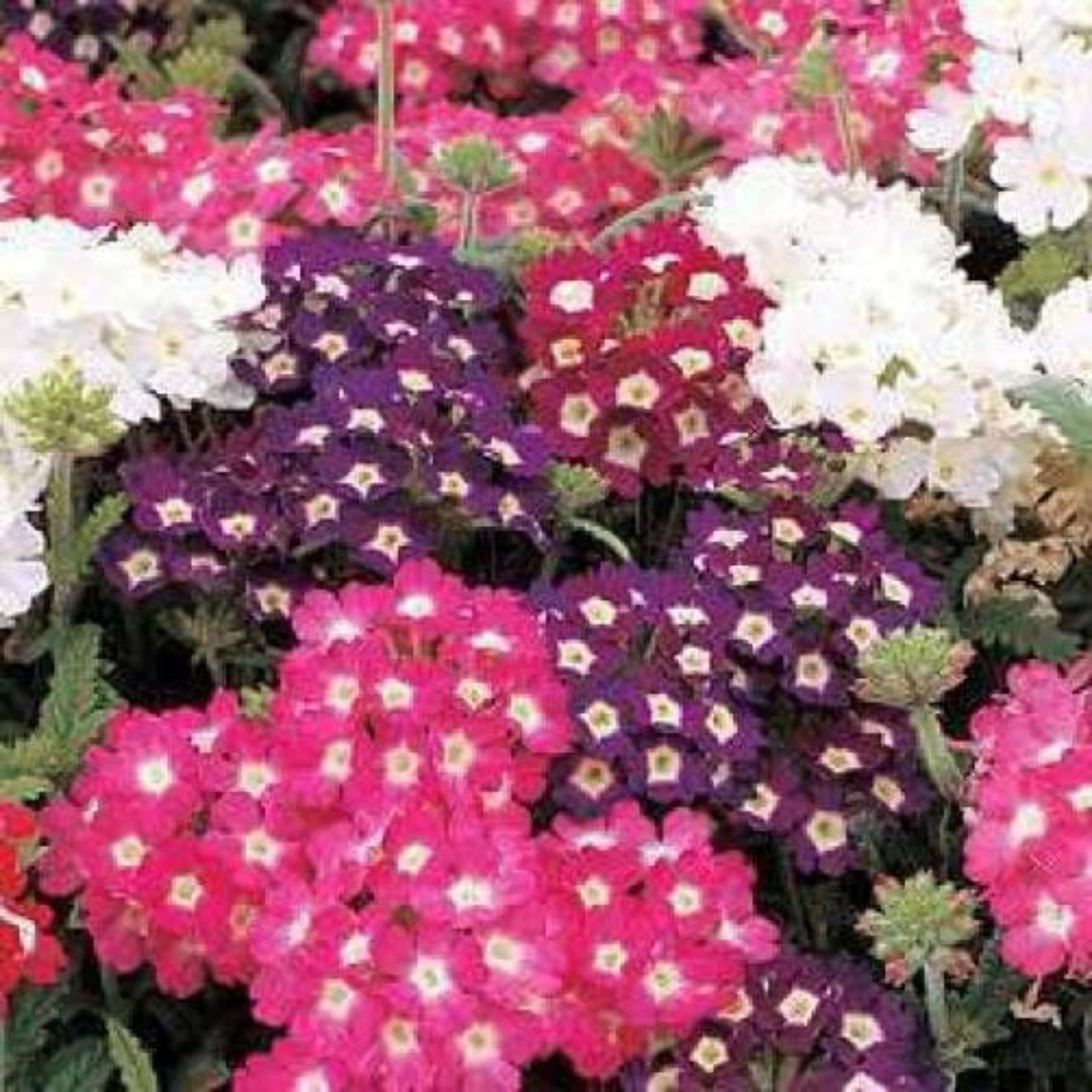 100 MIXED COLORS VERBENA Hortensis Flower Seeds - Walmart.com