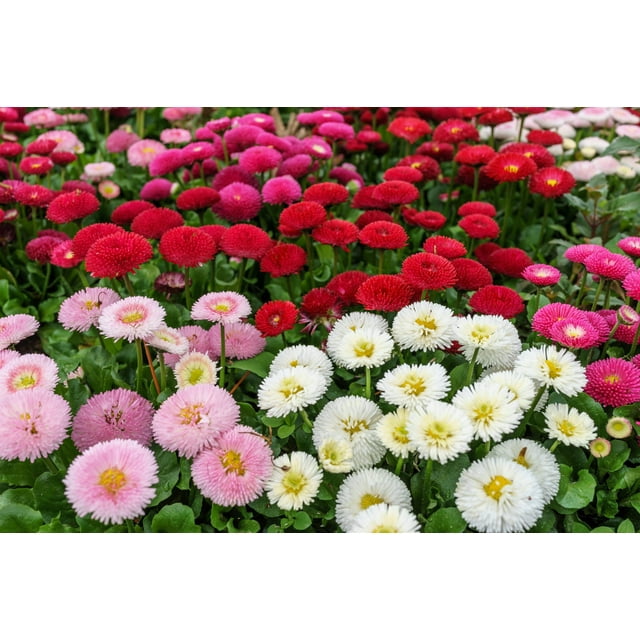 100 MIXED Colors ENGLISH DAISY Bellis Perennis Flower Seeds - Walmart.com