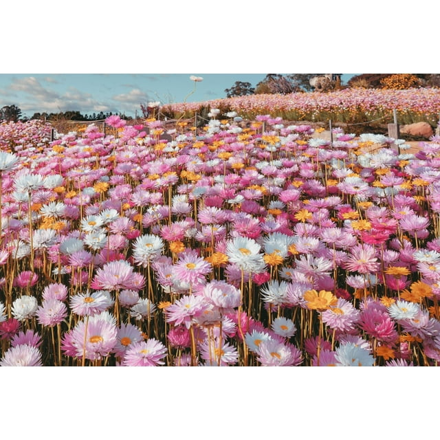 100 MIXED DOUBLE ACROCLINIUM aka Paper Daisy Helipterum Roseum Flower ...