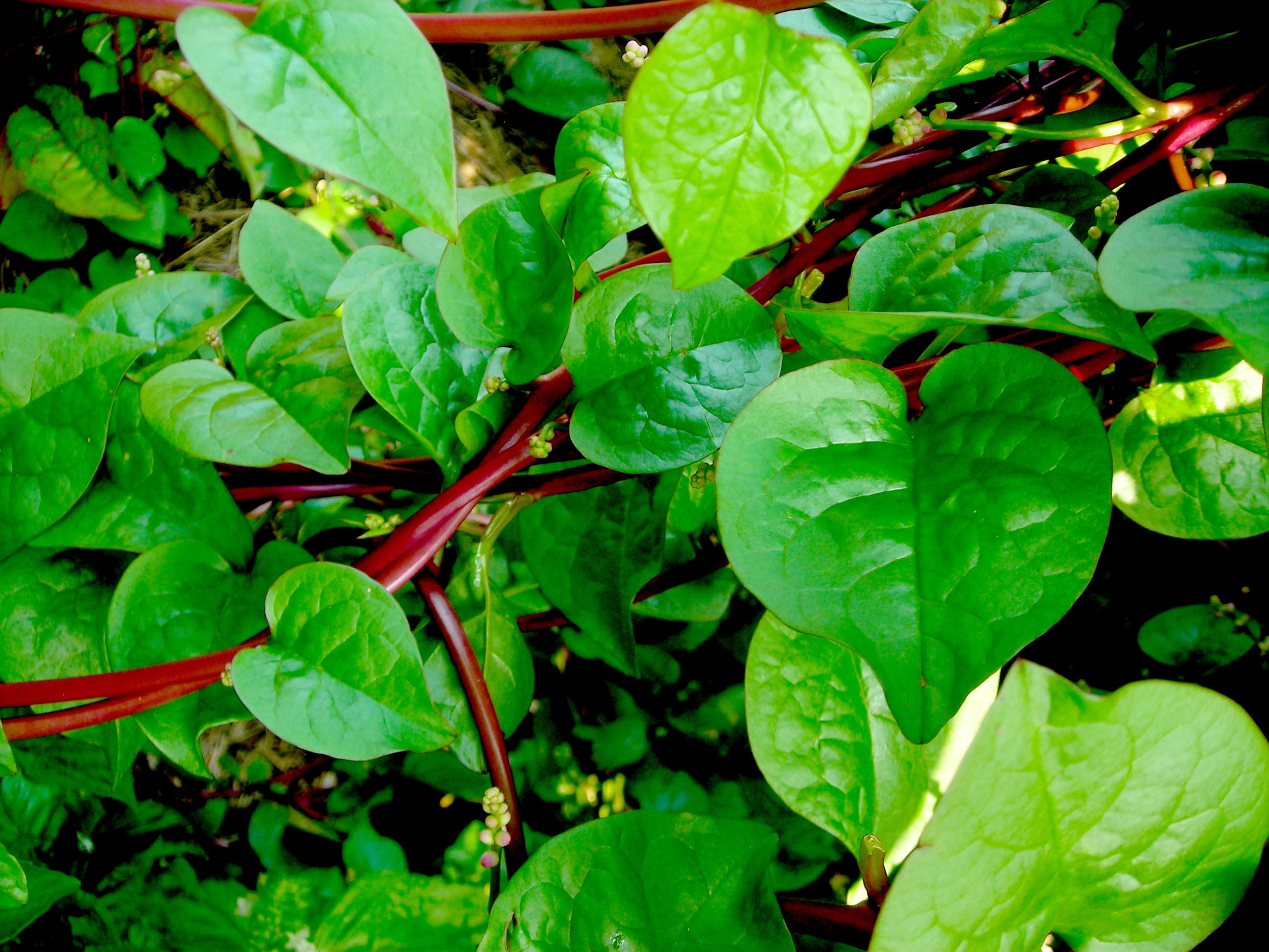 Mai's Family Malabar Red Stem Spinach Seeds, Heirloom, Indian Vegetable ...