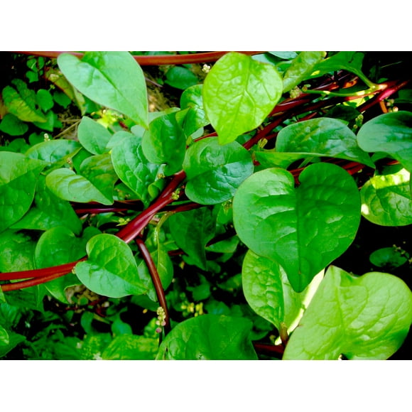 Spinach Seeds in Seed Gardening - Walmart.com
