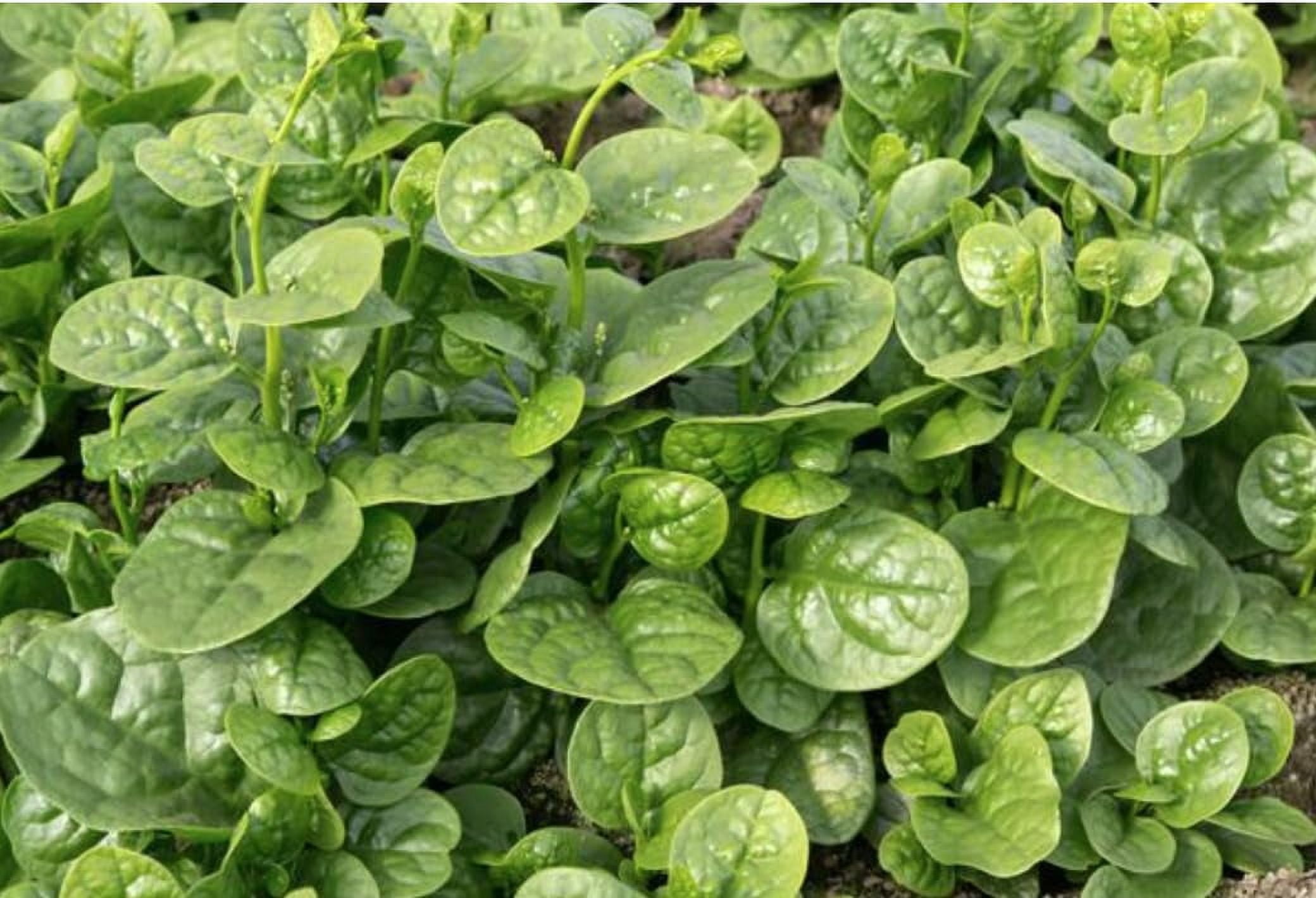 100 Malabar Spinach Seeds - Rau BSL1 Mồng Tơi - Basella Alba - Climbing ...