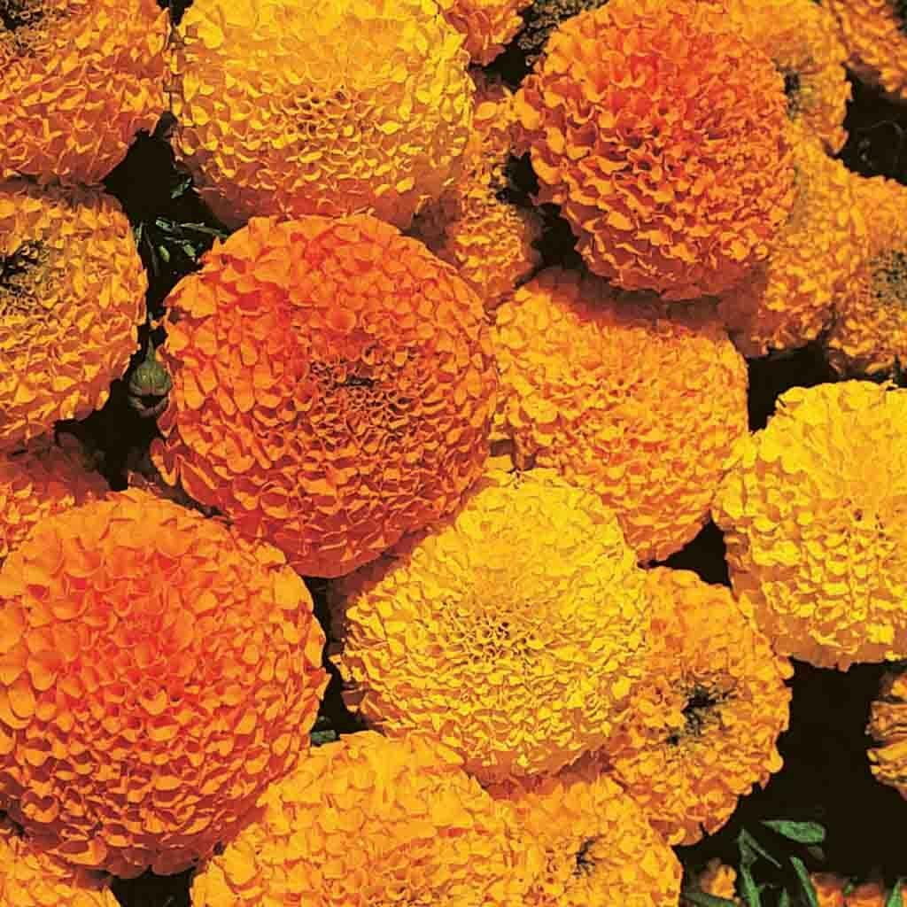 100+ Marigold CrackerjackUMRT Mixed Colors Seeds - Tagetes erecta ...