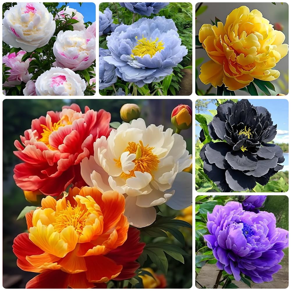 100+ Mix Peony Flower Seeds Peony MVR1 Poppy Seeds for Planting Outdoor ...