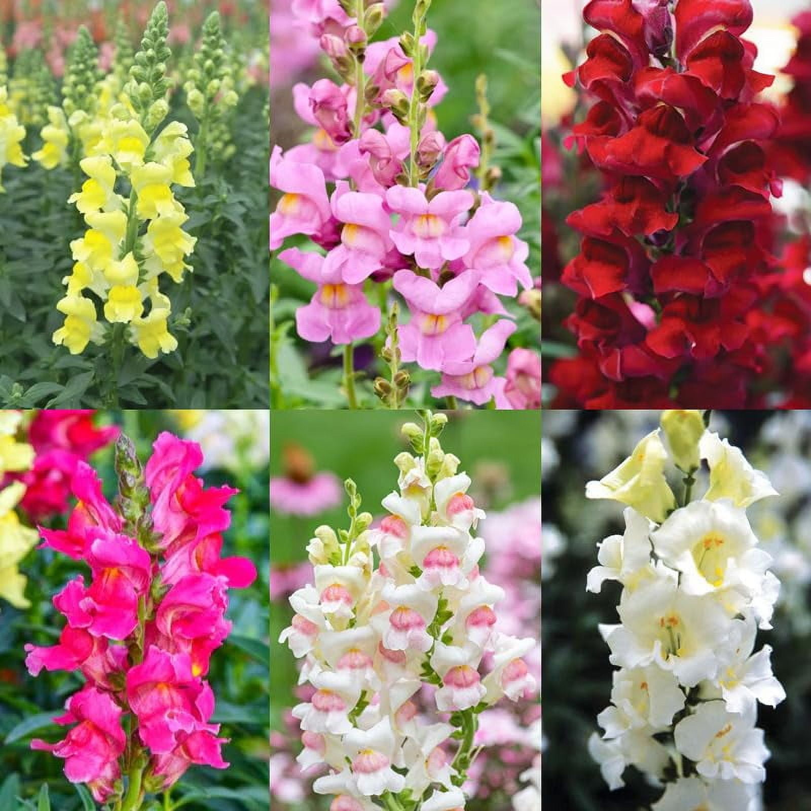 100+Mix Snapdragon Flower Seeds for Planting MVR1 Outdoor-Growing ...