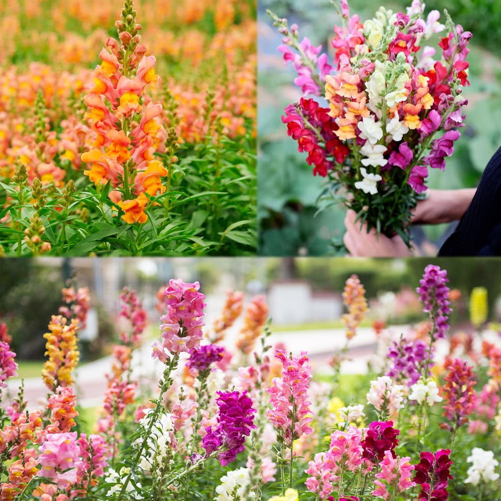 100+Mix Snapdragon Flower Seeds for Planting Outdoor-Growing ...