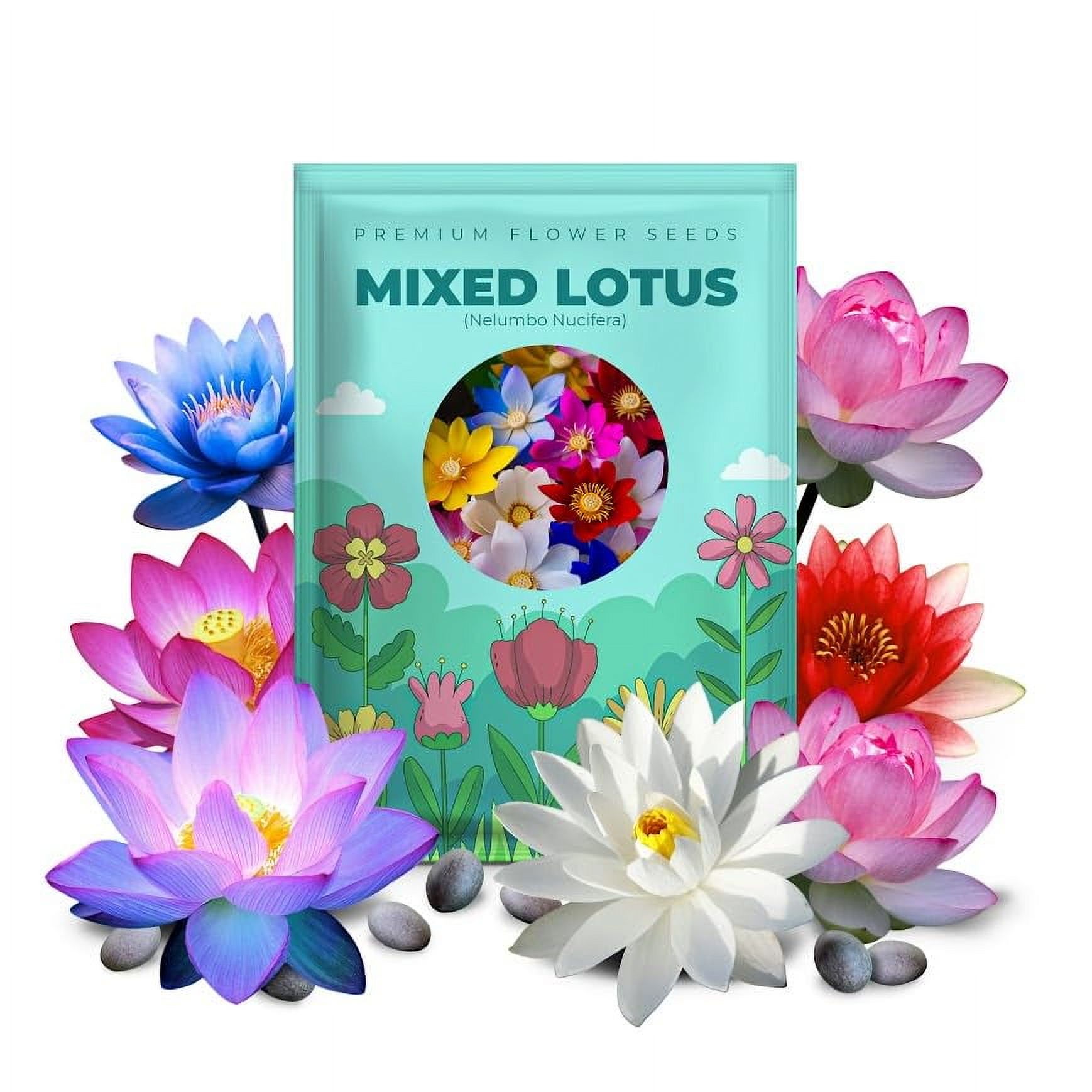 100 Mixed Bowl Lotus Seeds, Aquatic MTN1 Perennial Lotus Seeds for ...