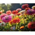 100 Mixed Color Zinnia Flower Seeds for Planting - Walmart.com