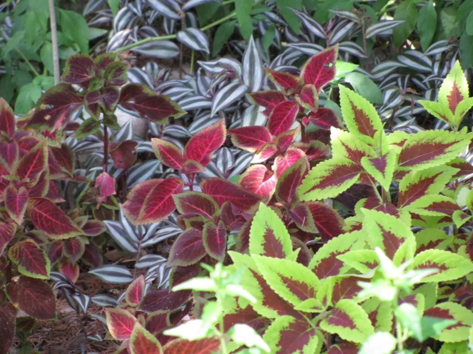 100 Mixed Colors COLEUS RAINBOW MIX Shade Houseplant Flower Seeds ...