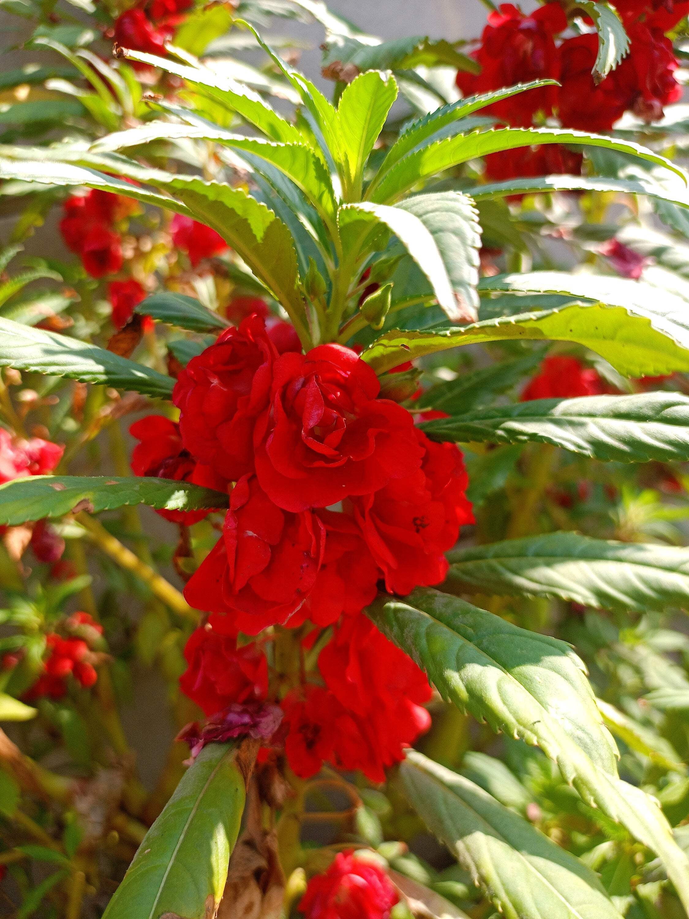 Walmart's 100 Mixed Colors DOUBLE CAMELLIA IMPATIENS Balsamina Seeds ...