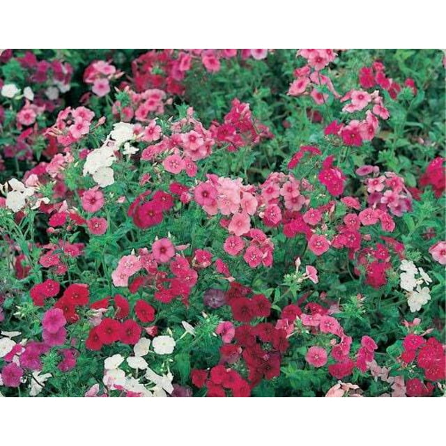 100 Mixed Colors DRUMMOND PHLOX MIX Pink, Red, & White Phlox Drummondii ...