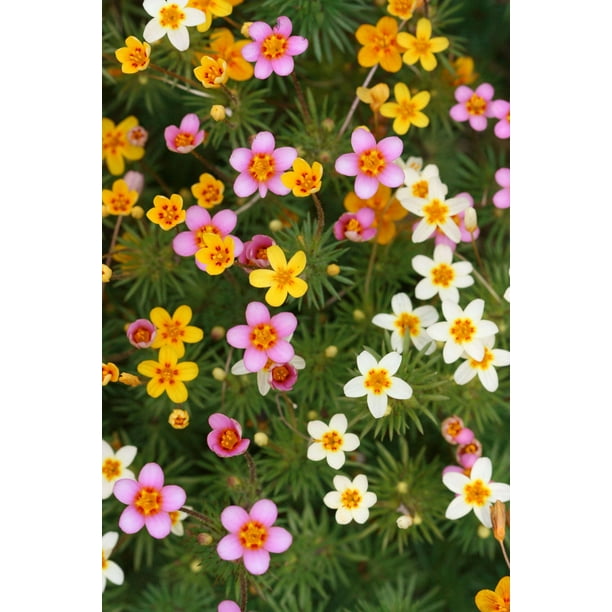 100 Mixed Colors FALSE BABYSTARS Showy Lianthus Leptosiphon Androsaceus ...