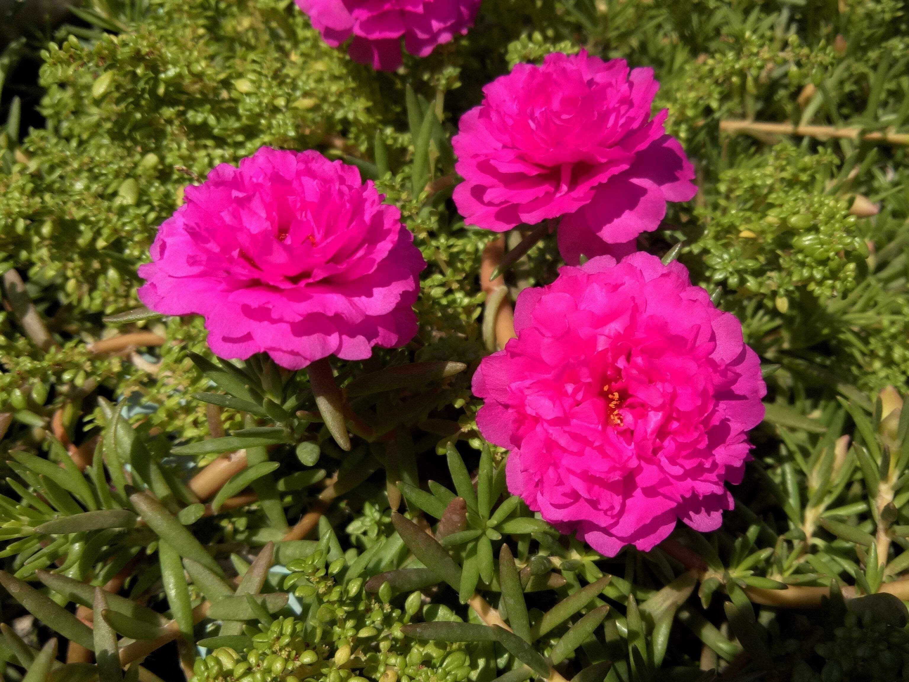 Plant Outside with 100 Mixed Colors PORTULACA MOSS ROSE Flower Seeds ...