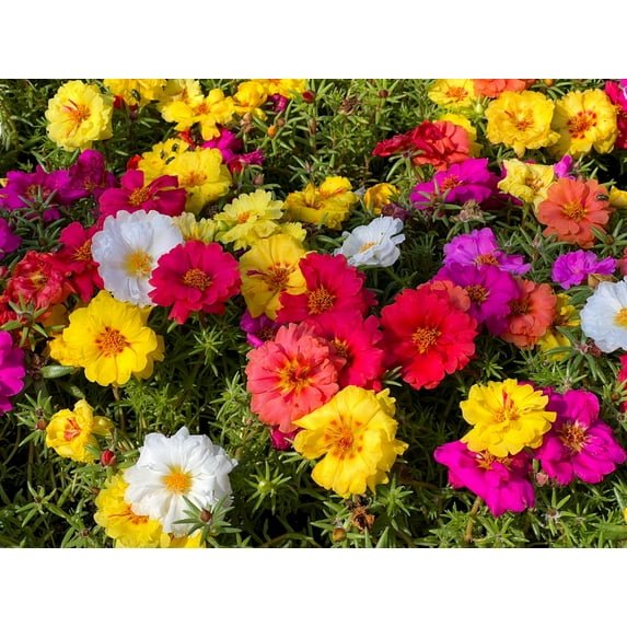 Plant Outside with 100 Mixed Colors PORTULACA MOSS ROSE Flower Seeds ...