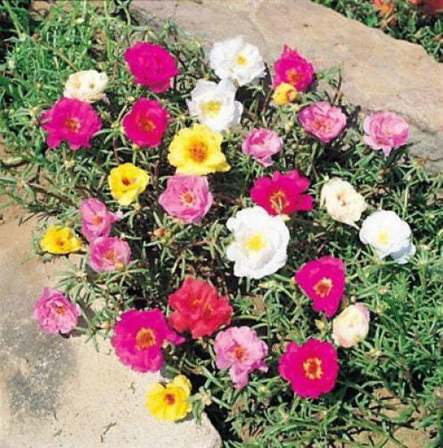 100 Mixed Colors PORTULACA MOSS ROSE Flower Seeds - Walmart.com