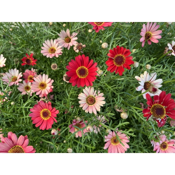 Robinson's Painted Daisy Chrysanthemum Flower Seeds, 100 Mixed Colors ...