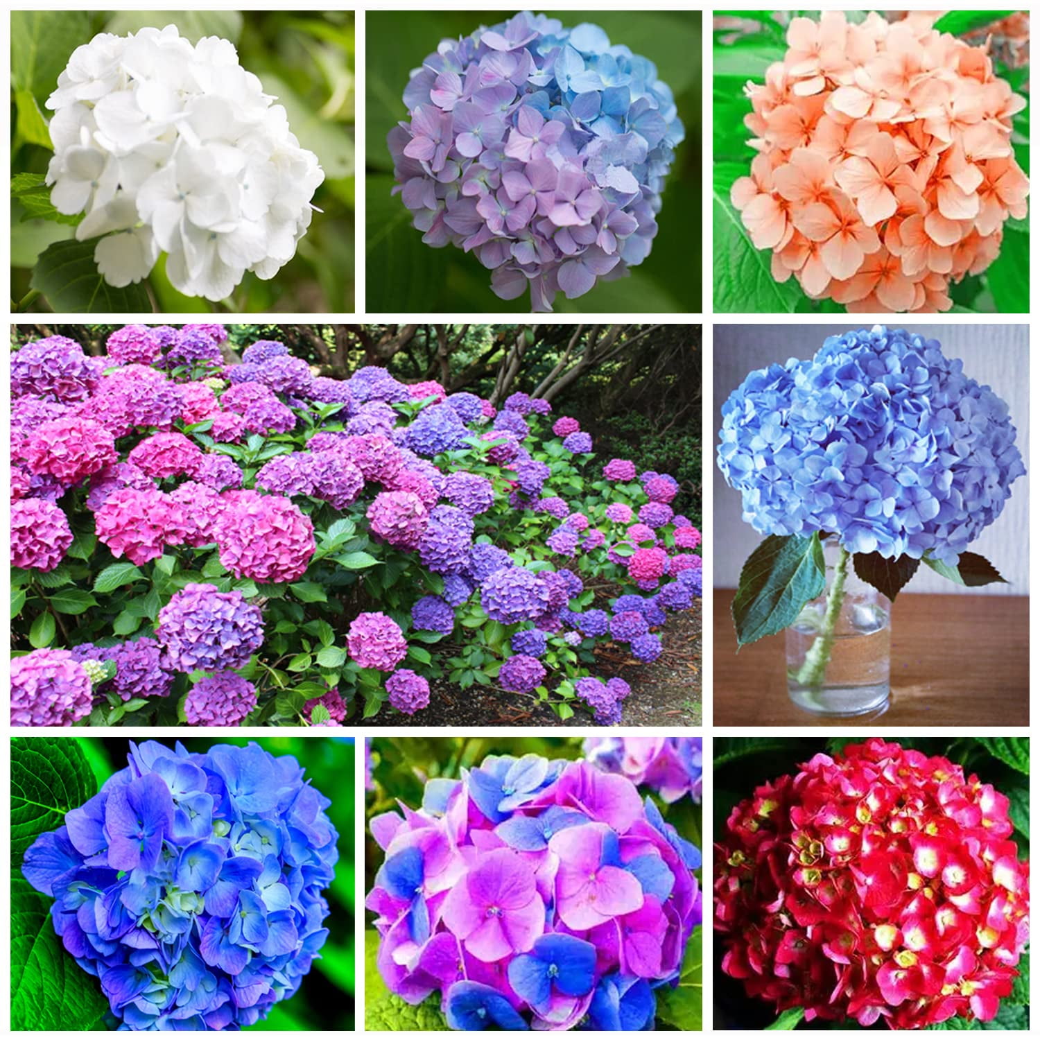 100+ Mixed Hydrangea Seeds for Planting MVR1 Fast Growing Shrub Flowers ...