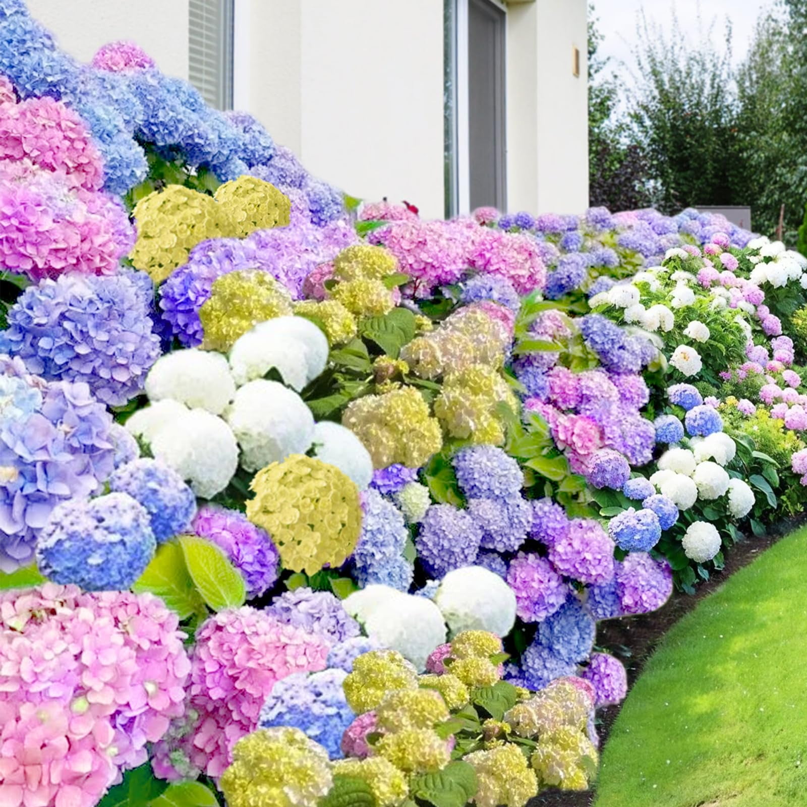 100+ Mixed HydrangeaITSC Plant Seeds, Heirloom Perennial Flower Seeds ...