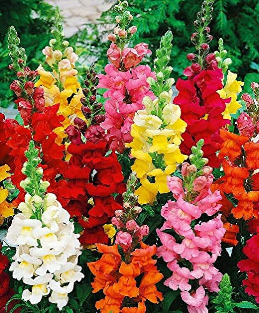 100+ Mixed Snapdragon Flowers Seeds Tall Garden Pretty Flower Annual ...