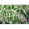 100 NORTHERN SEA OATS Grass Inland Chasmanthium Seeds - Walmart.com
