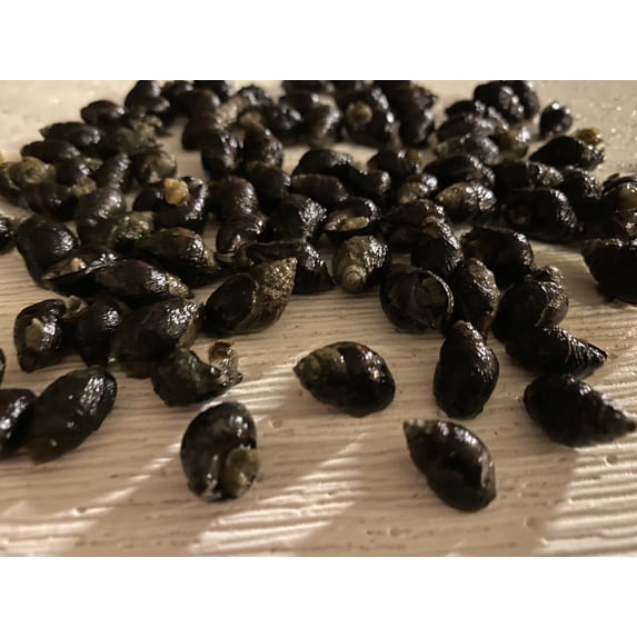 100 Nassarius Saltwater Snails Fish Tank Aquarium Sump Algae Cleaners ...