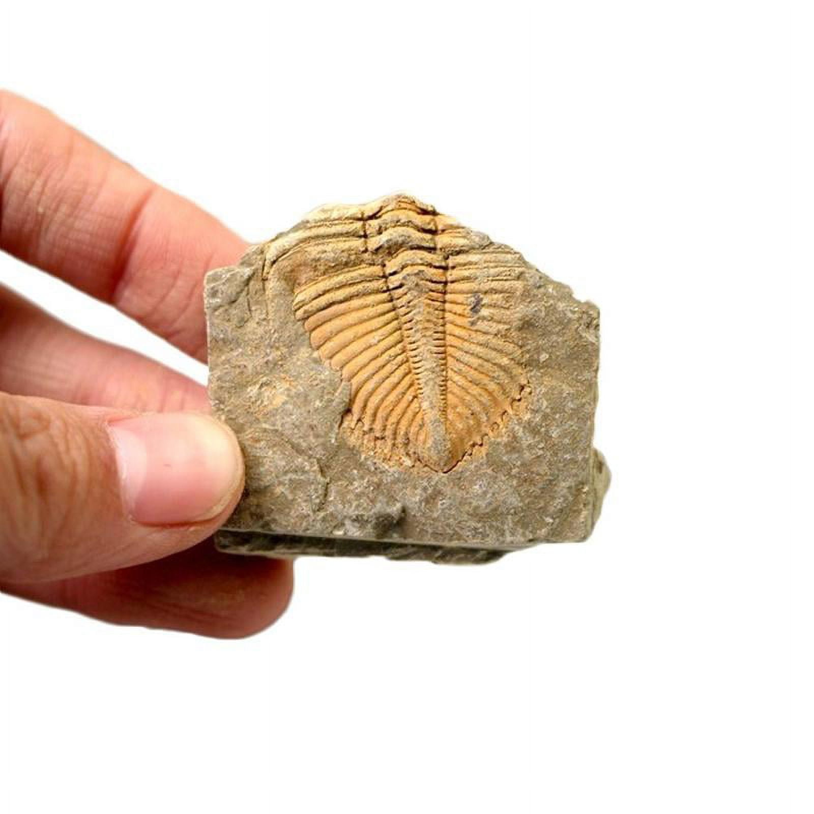 100%Natural Trilobite Tail Fossil Ancient Fossils Teaching Collection ...