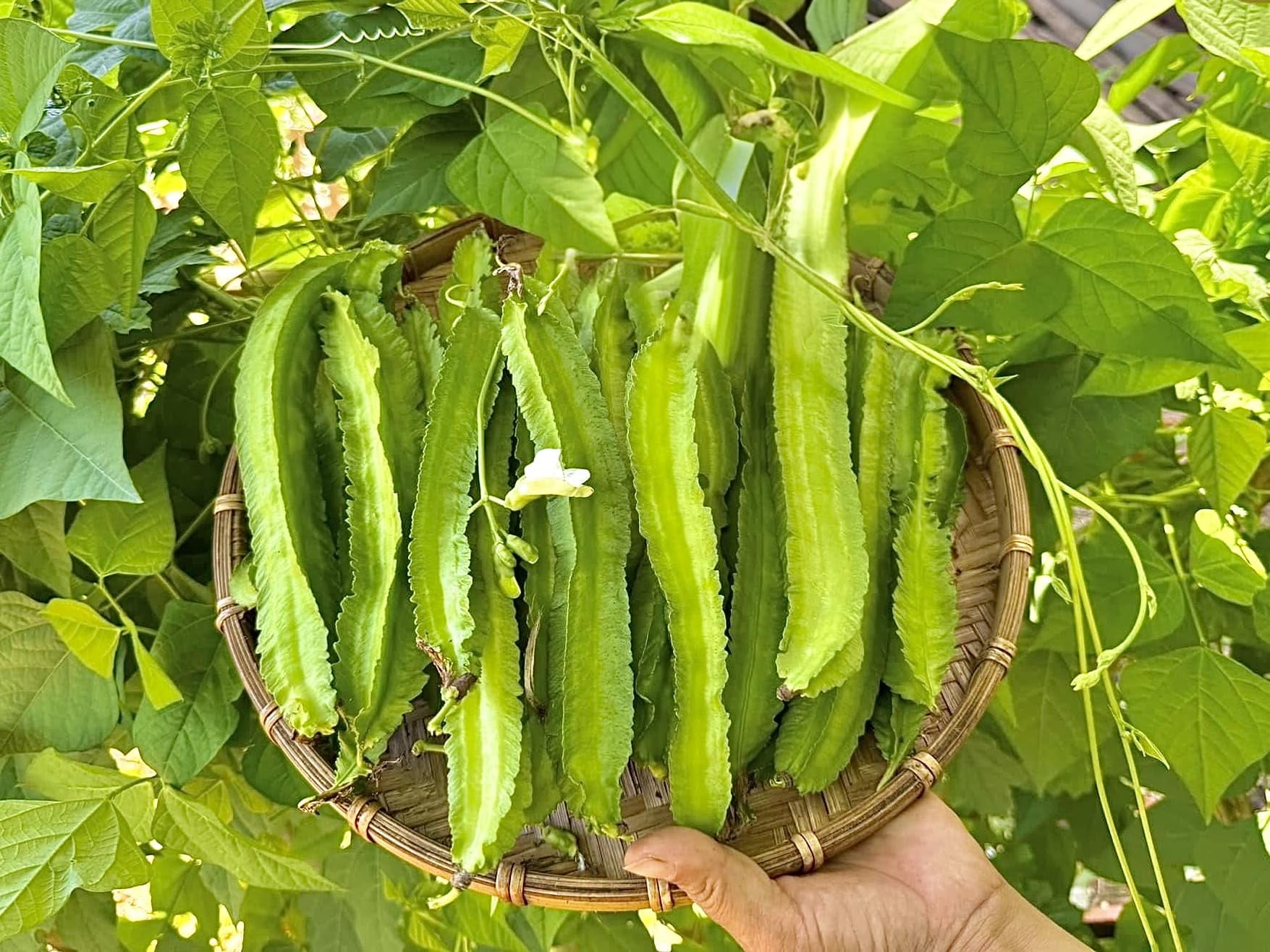 100 ORGANIC Winged TWE5 Bean Seeds- Hạt Đậu Rồng - Bean, Four-angled ...