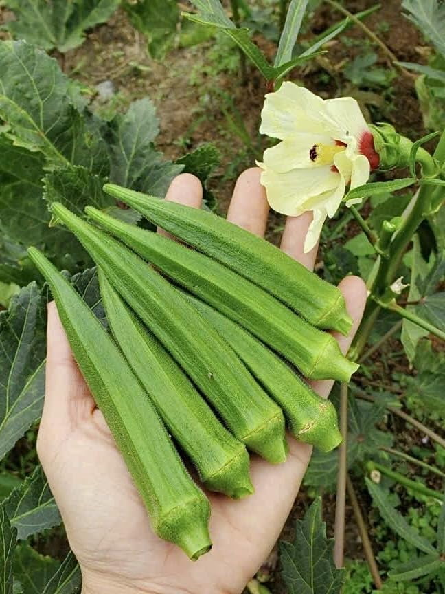 100 Okra Seeds - Đậu Bắp - MHD1Lady's Finger - Gumbo - Bhindi - Bamya ...