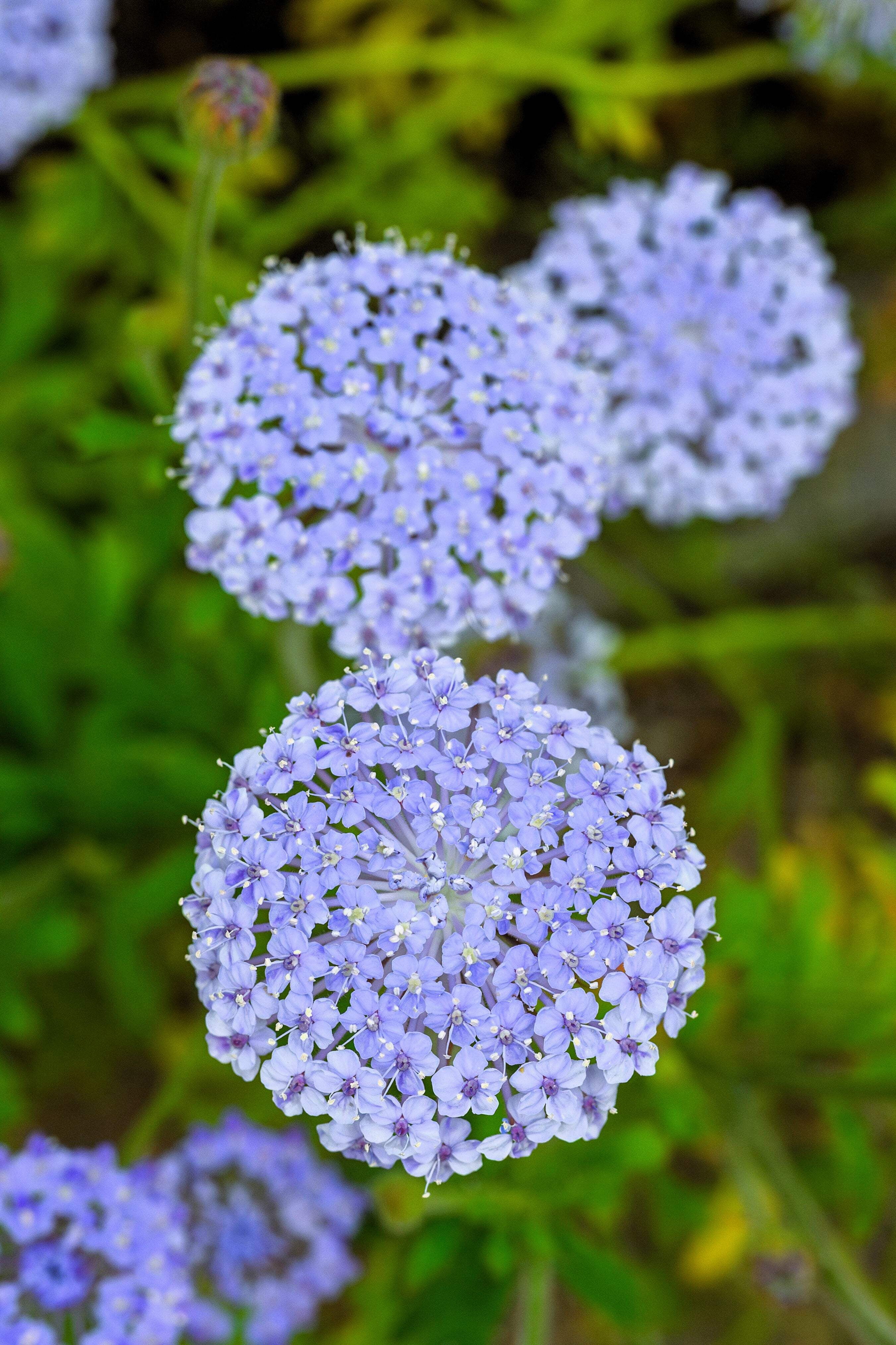 100 Organic BLUE LACE FLOWER aka Didiscus & Island Daisy Trachymene ...