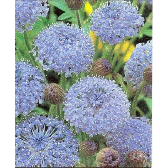 100 Organic BLUE LACE FLOWER aka Didiscus & Island Daisy Trachymene ...