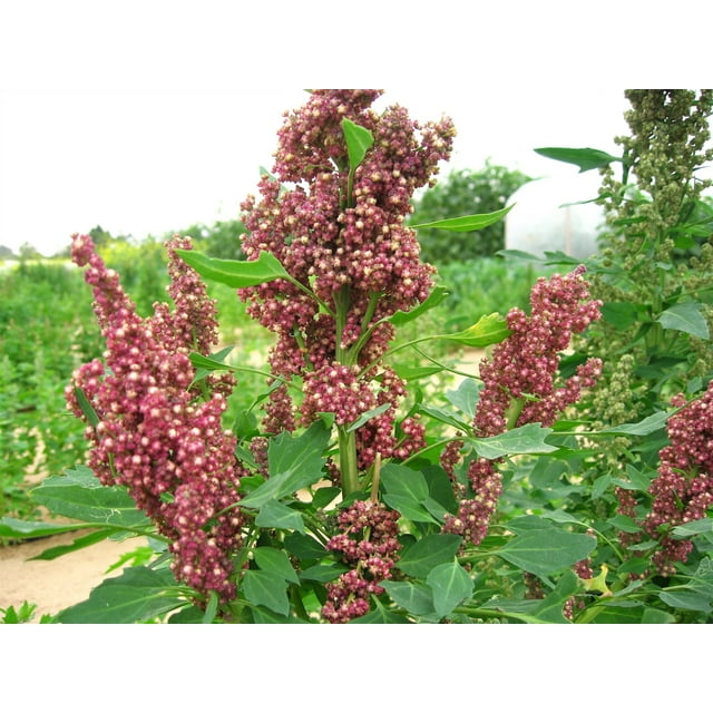100 Organic COCOA CHERRY QUINOA Grain Chenopodium Quinoa Red & Brown ...