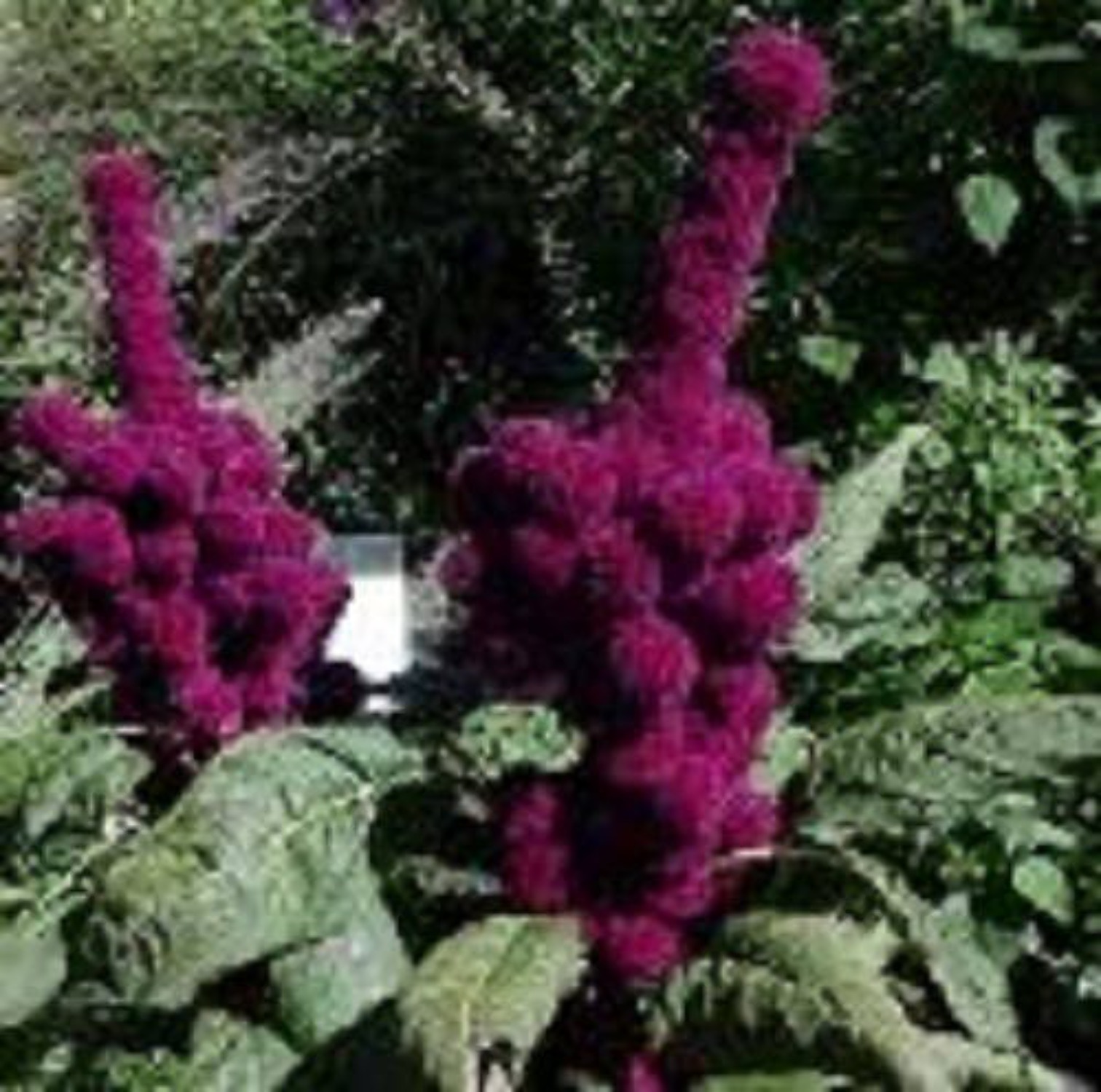 100 Organic ELEPHANT HEAD AMARANTHUS Amaranthus Gangeticus Burgundy Red ...
