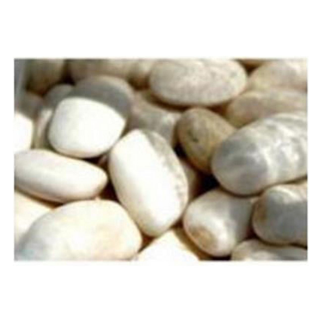 100% Organic White Canellini Beans 25 LB - Walmart.com