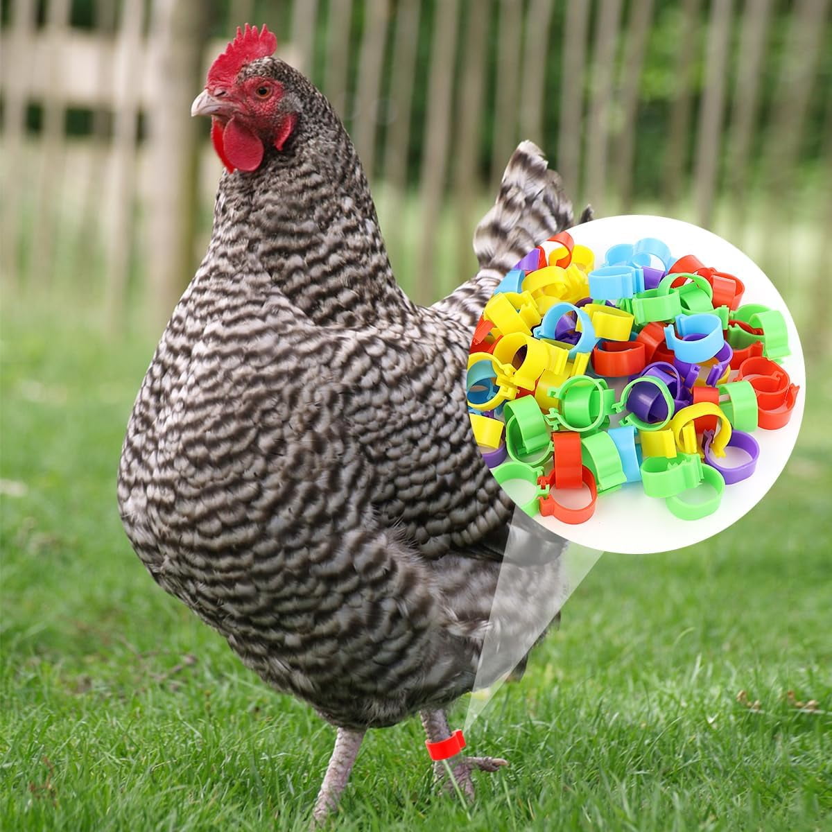 100 PCS Chicken Identification Band 5Color Chicken Leg Rings 16mm ...