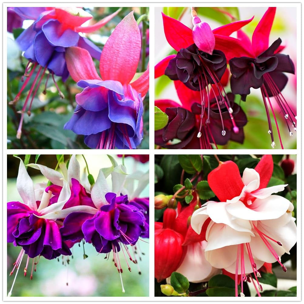 100 PCS Fuchsia Premium Seeds - BSL1 White, Blue, Red, Perennial ...