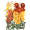 100 PCS Real Dried Pressed Flowers Leaves Natural Plant Herbarium for ...