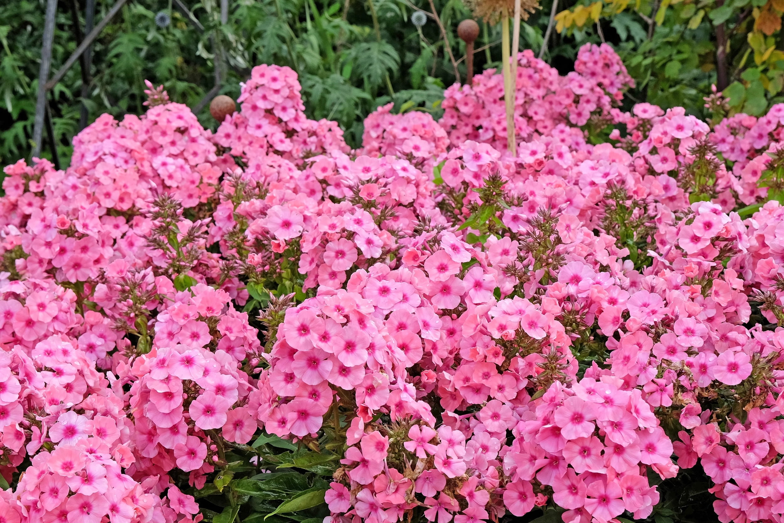 100 PINK DRUMMOND PHLOX Phlox Drummondii Flower Seeds - Walmart.com