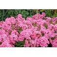 Seedville USA, 100 Pink Drummond Phlox Seeds, Phlox Drummondii ...