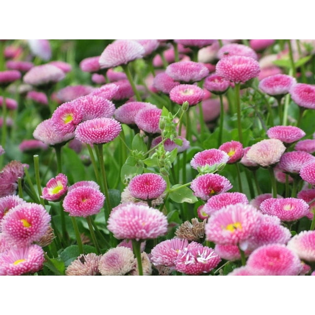 Seedville 100 Pink English Daisy Flower Seeds, Summer Bloom - Walmart.com