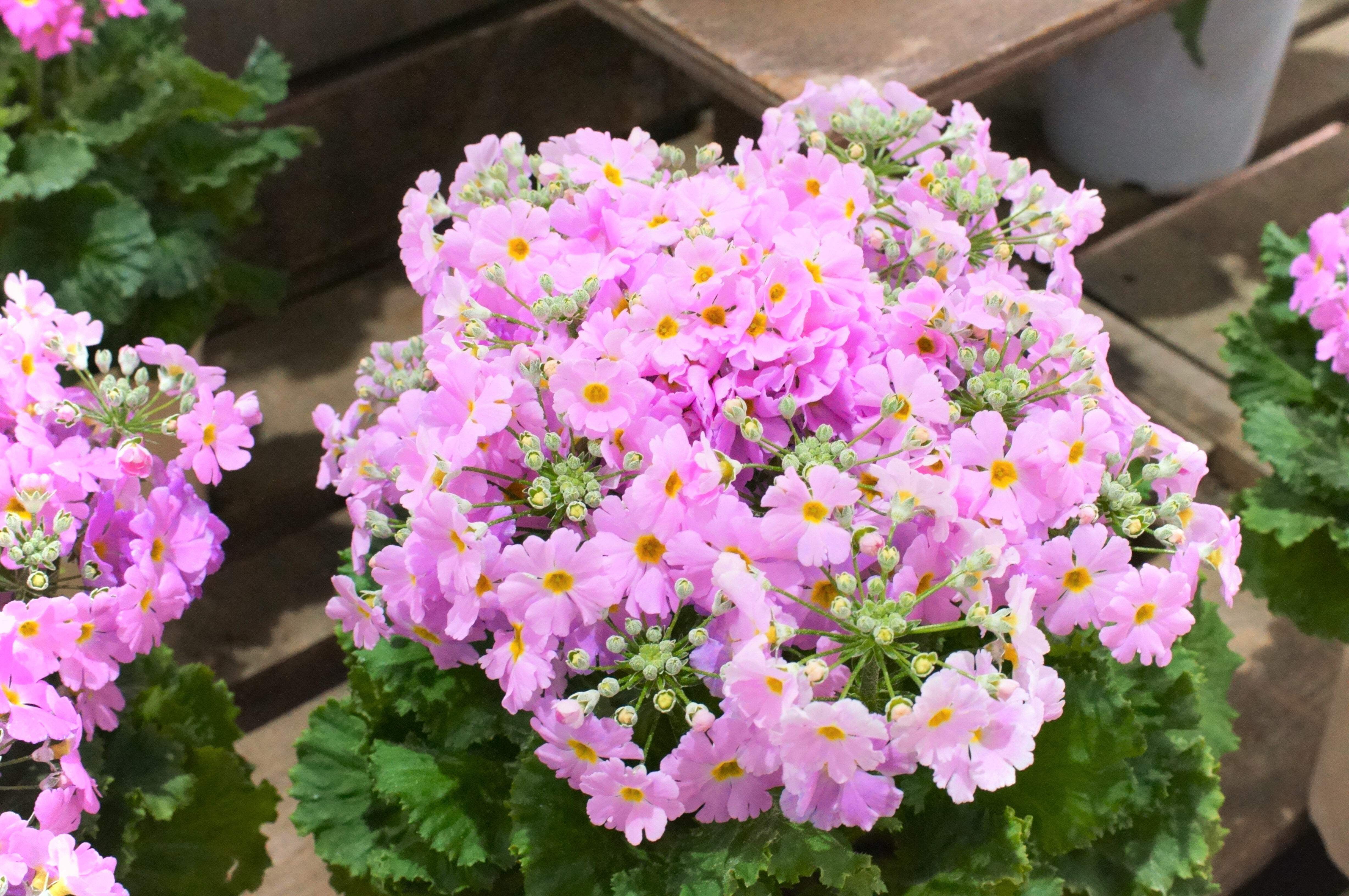 100 PINK FAIRY PRIMROSE Primula Malacoides Baby Primrose Shade ...