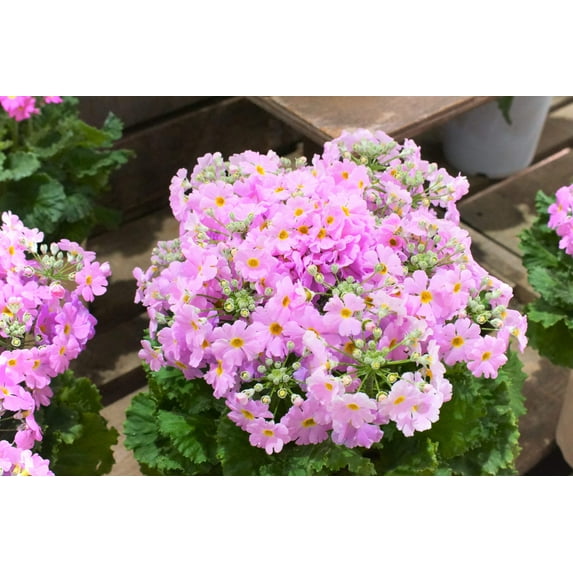 100 PINK FAIRY PRIMROSE Primula Malacoides Baby Primrose Shade ...