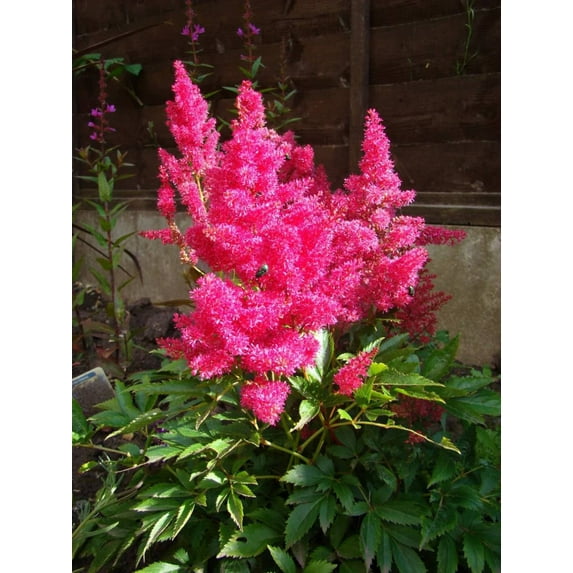 100 PINK MIX ASTILBE (False Spirea / False Goats Beard) Astilbe ...